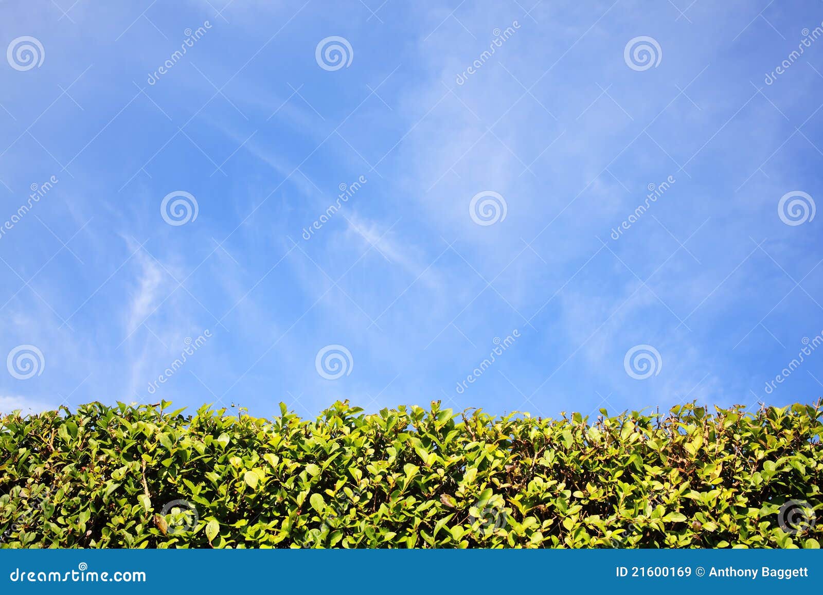 Privet Hedge background stock image. Image of show, spring - 21600169