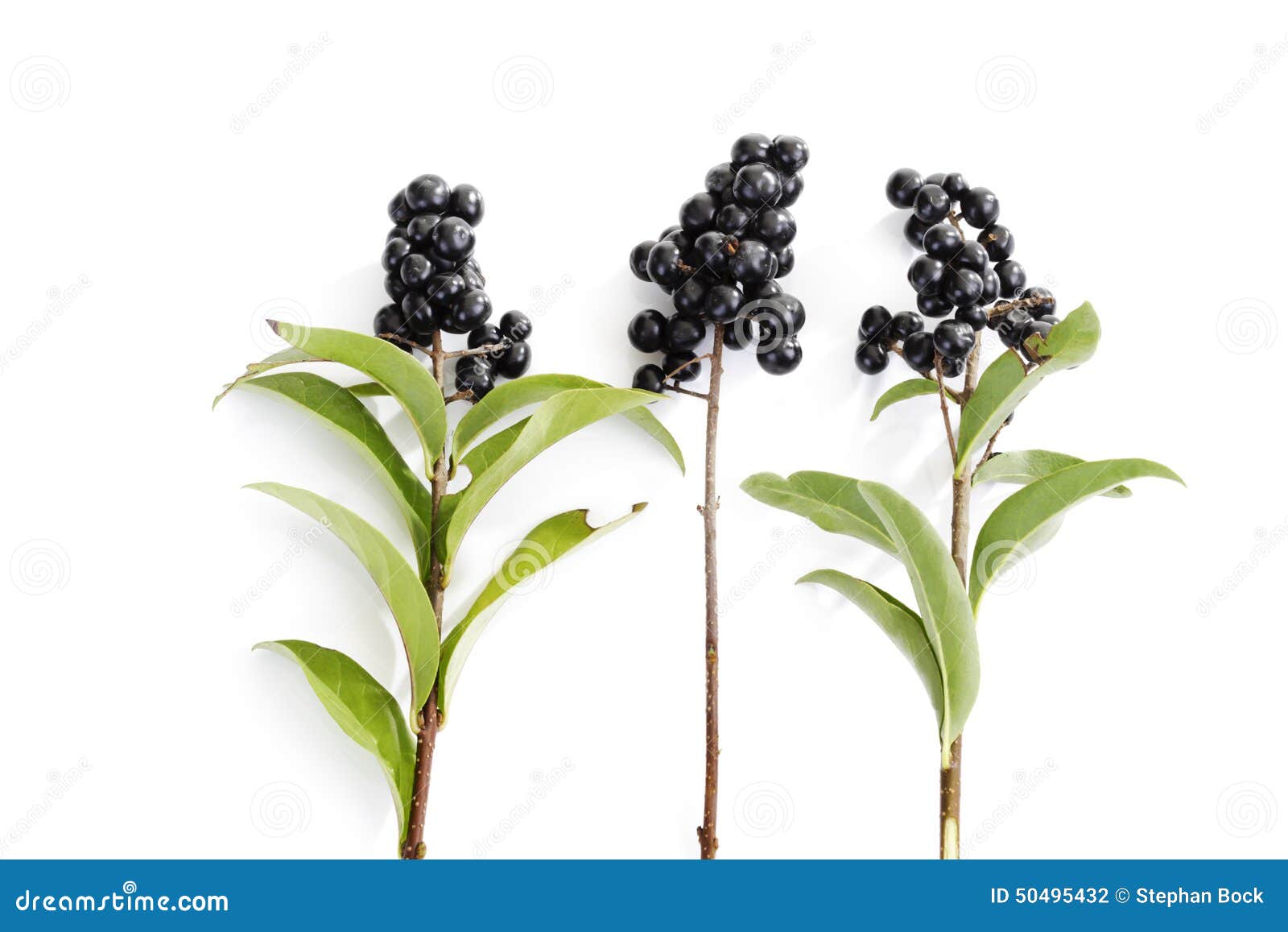 Privet, Ligustrum, Berries on Twigs in a Row Stock Photo - Image of ...