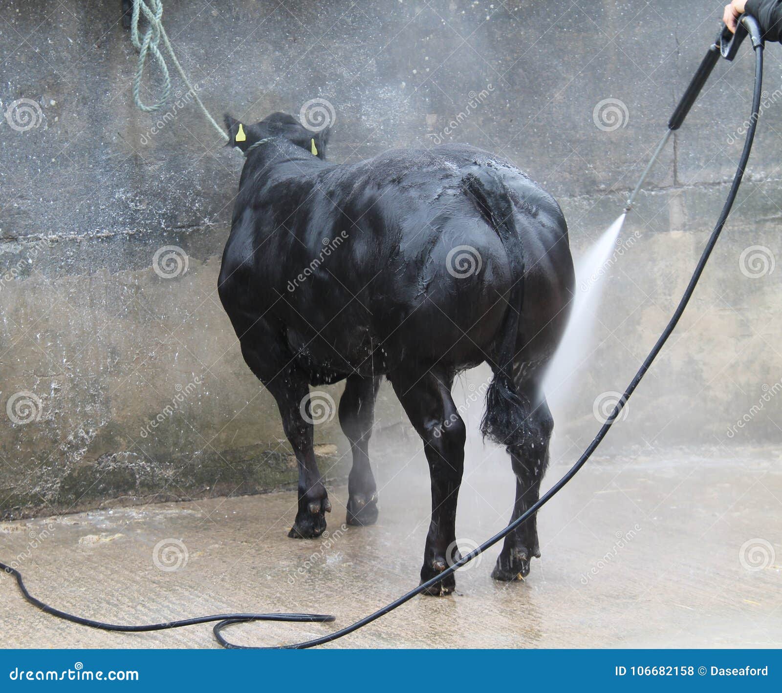 Prize Bull. stock photo. Image of bovine, tether, steer - 106682158