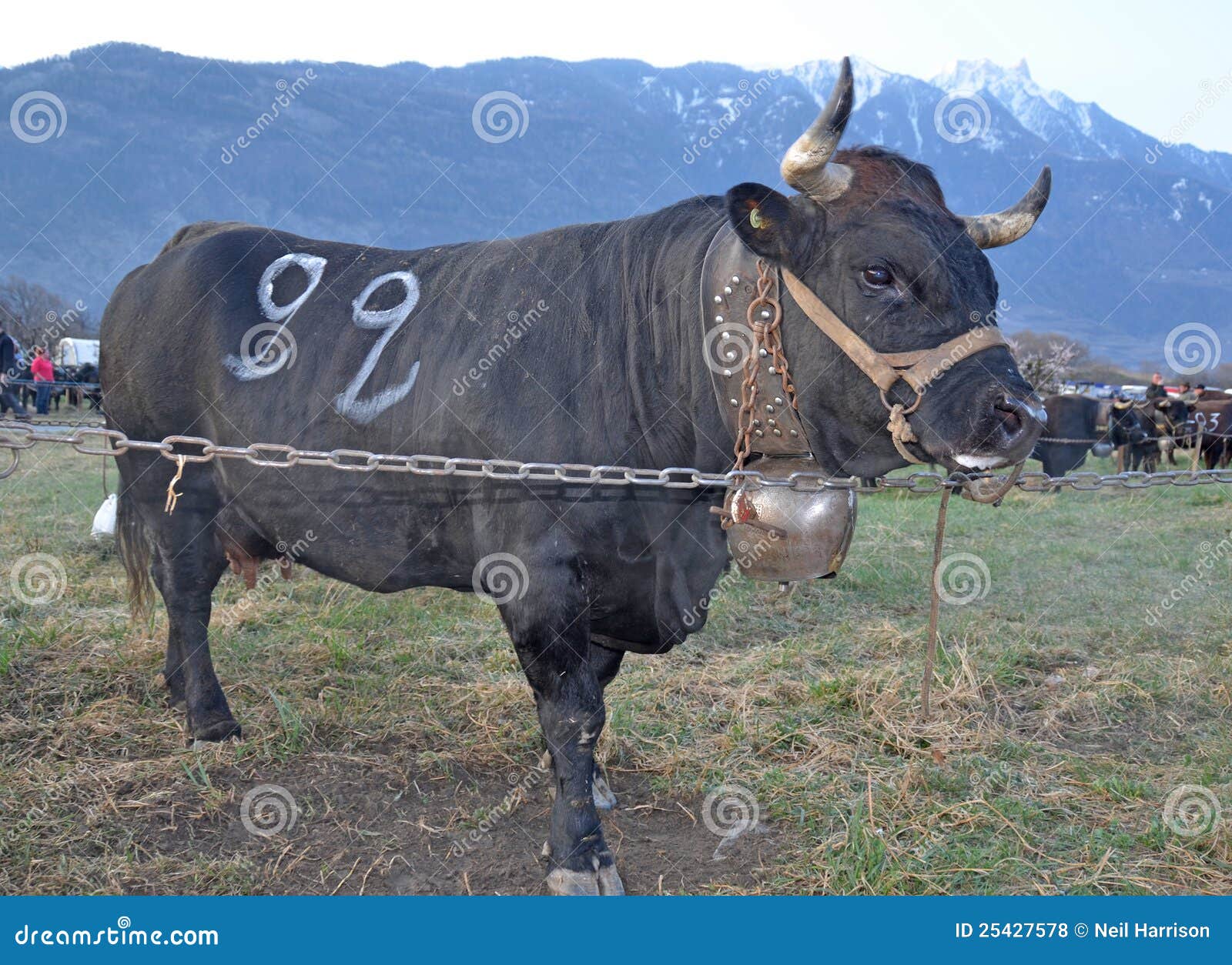 Prize cow stock photo. Image of horns, bell, alpine, switzerland - 25427578