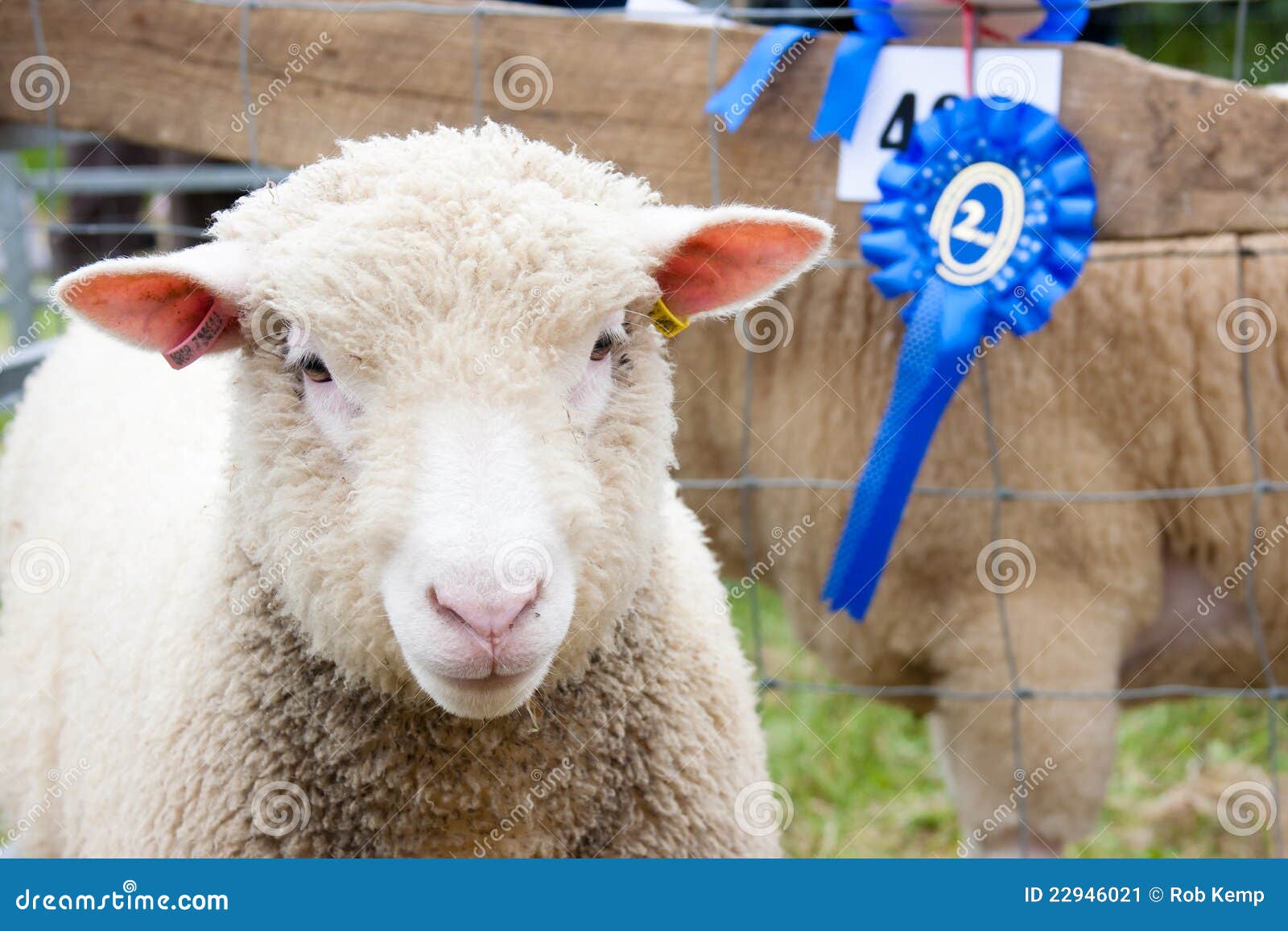 Prize Winning Sheep at Agricultural Show Stock Image - Image of ...