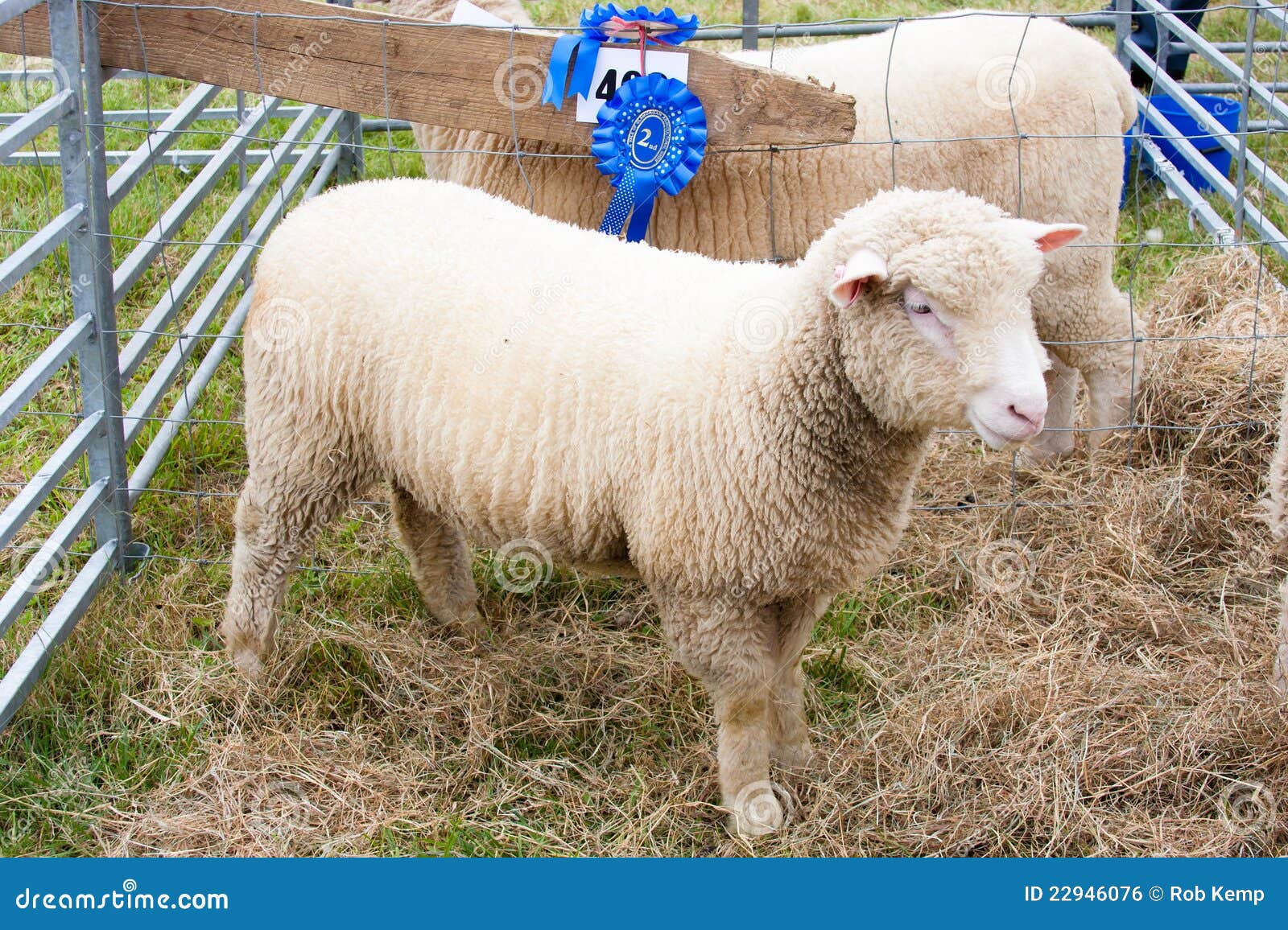 Prize Winning Sheep at Agricultural Show Stock Photo - Image of fence ...