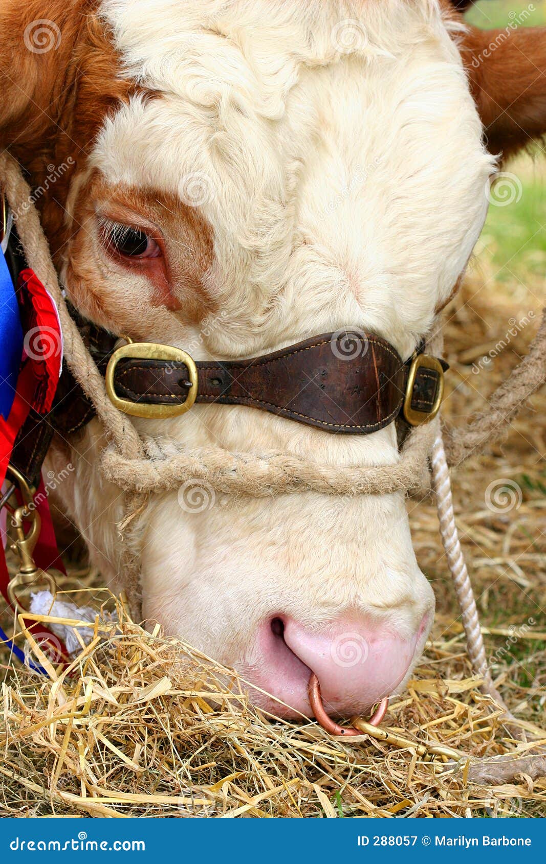 Prized Bull. stock image. Image of dangerous, bull, herbivore - 288057