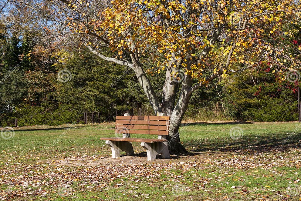 Prk Bench Under a Tree with Fallen Leaves Around it Stock Image - Image ...