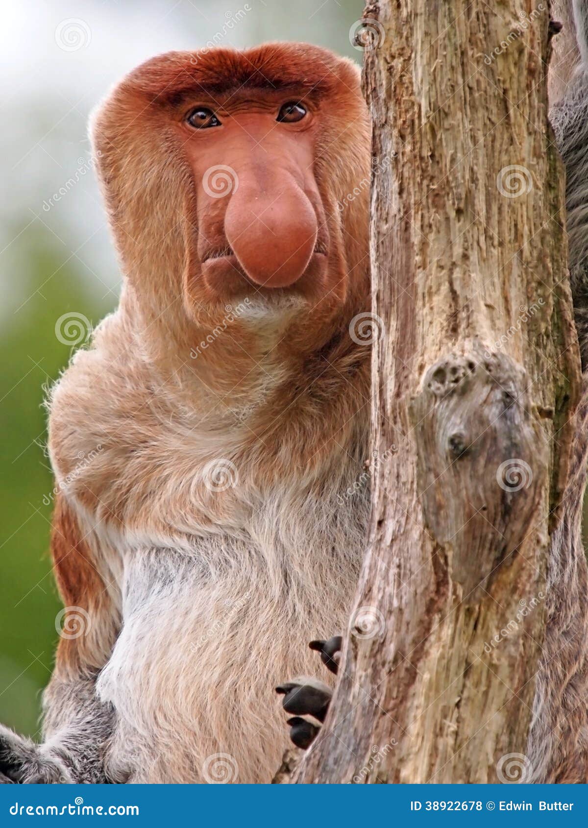 Probescis Monkey stock photo. Image of forest, borneo - 38922678