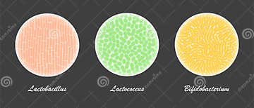 Probiotic Bacteria Cultures Under a Microscope Stock Vector ...