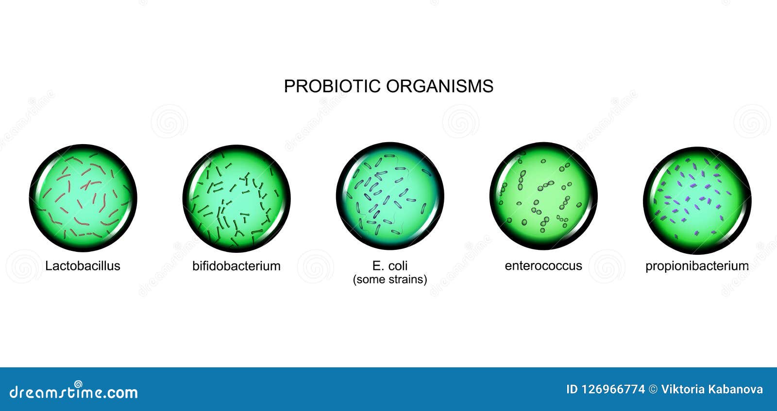 Probiotic Micro-organismen Microbiology Vector Illustratie ...