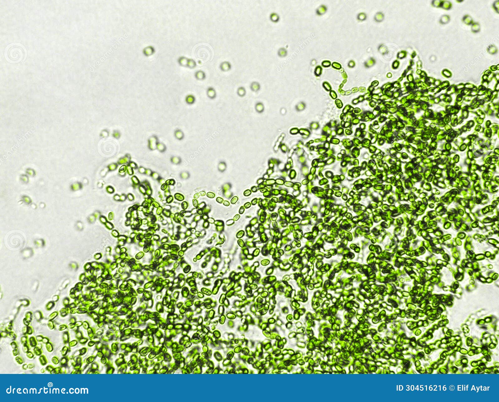 Probiotics, Bacteria On White Background. Bacteria And Microorganisms ...