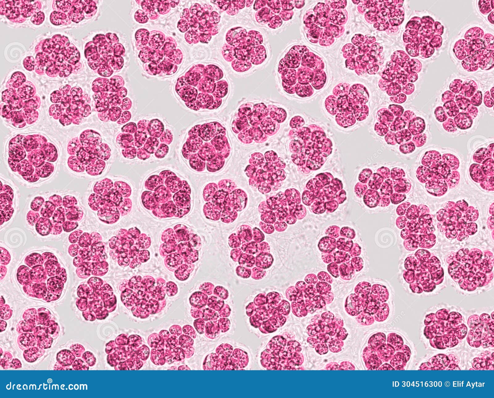 Probiotics, Bacteria on White Background. Bacteria and Microorganisms ...