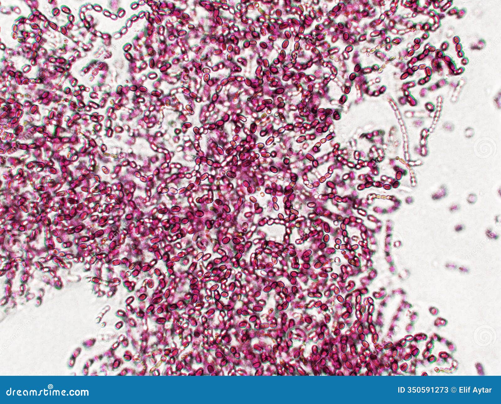 Probiotics Bacteria . Biology, Science Microscopic Medicine. Digestion ...