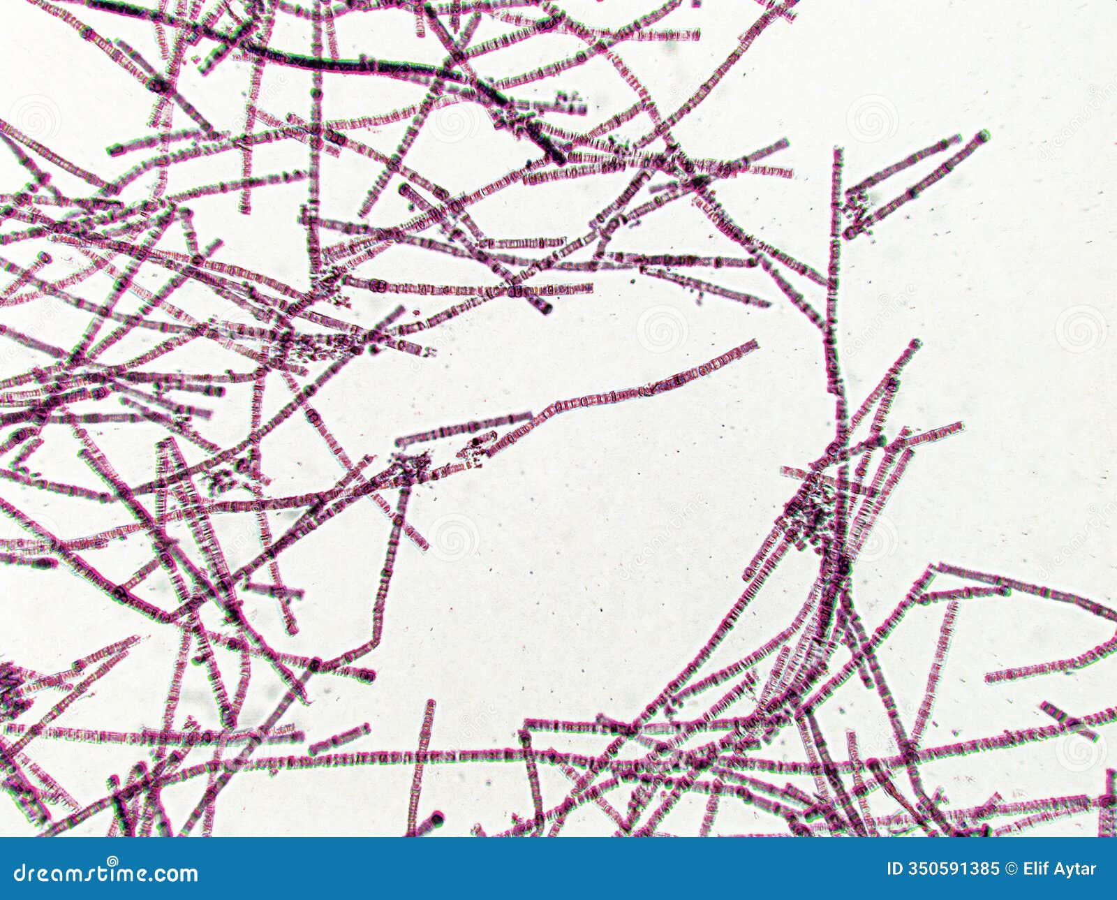 Probiotics, Bacteria on White Background. Bacteria and Microorganisms ...