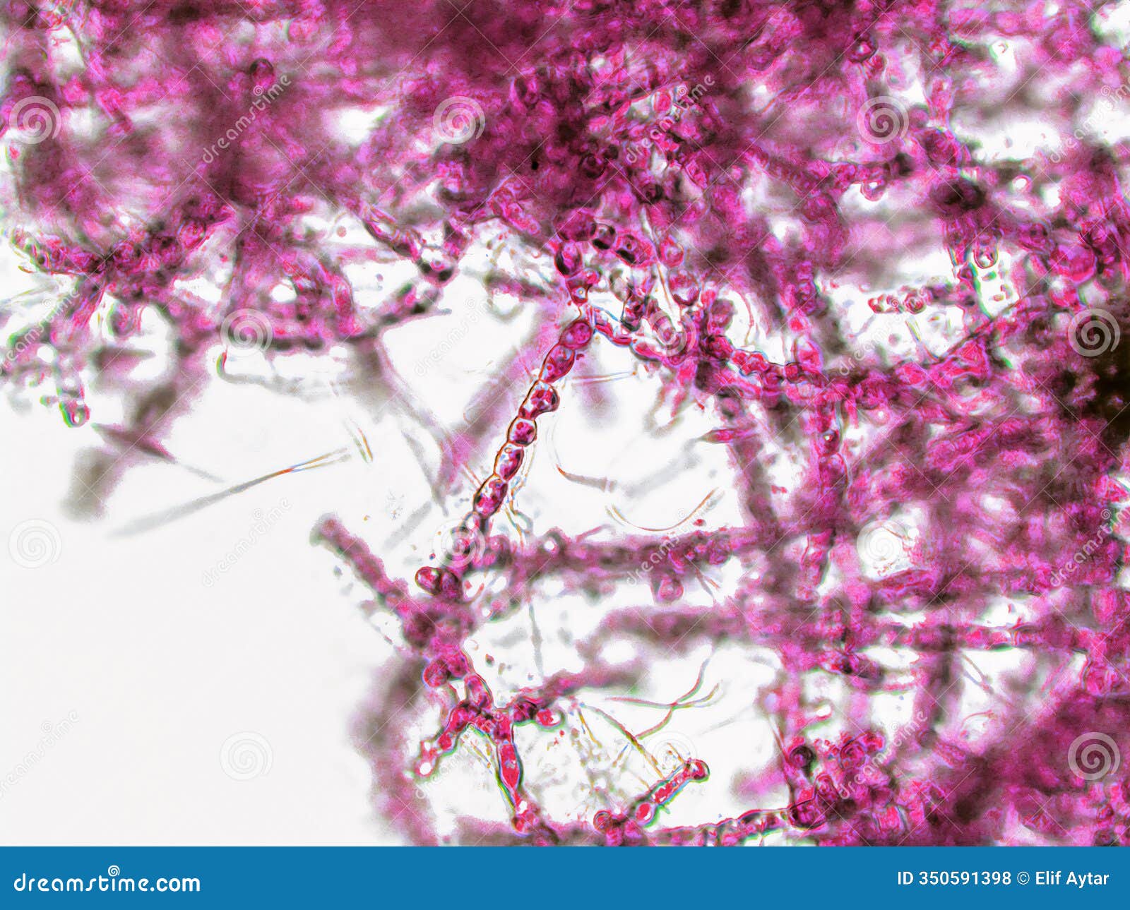 Probiotics, Bacteria on White Background. Bacteria and Microorganisms ...