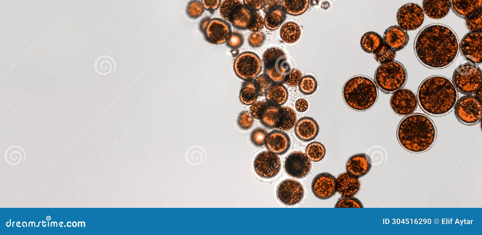 Probiotics, Bacteria On White Background. Bacteria And Microorganisms ...