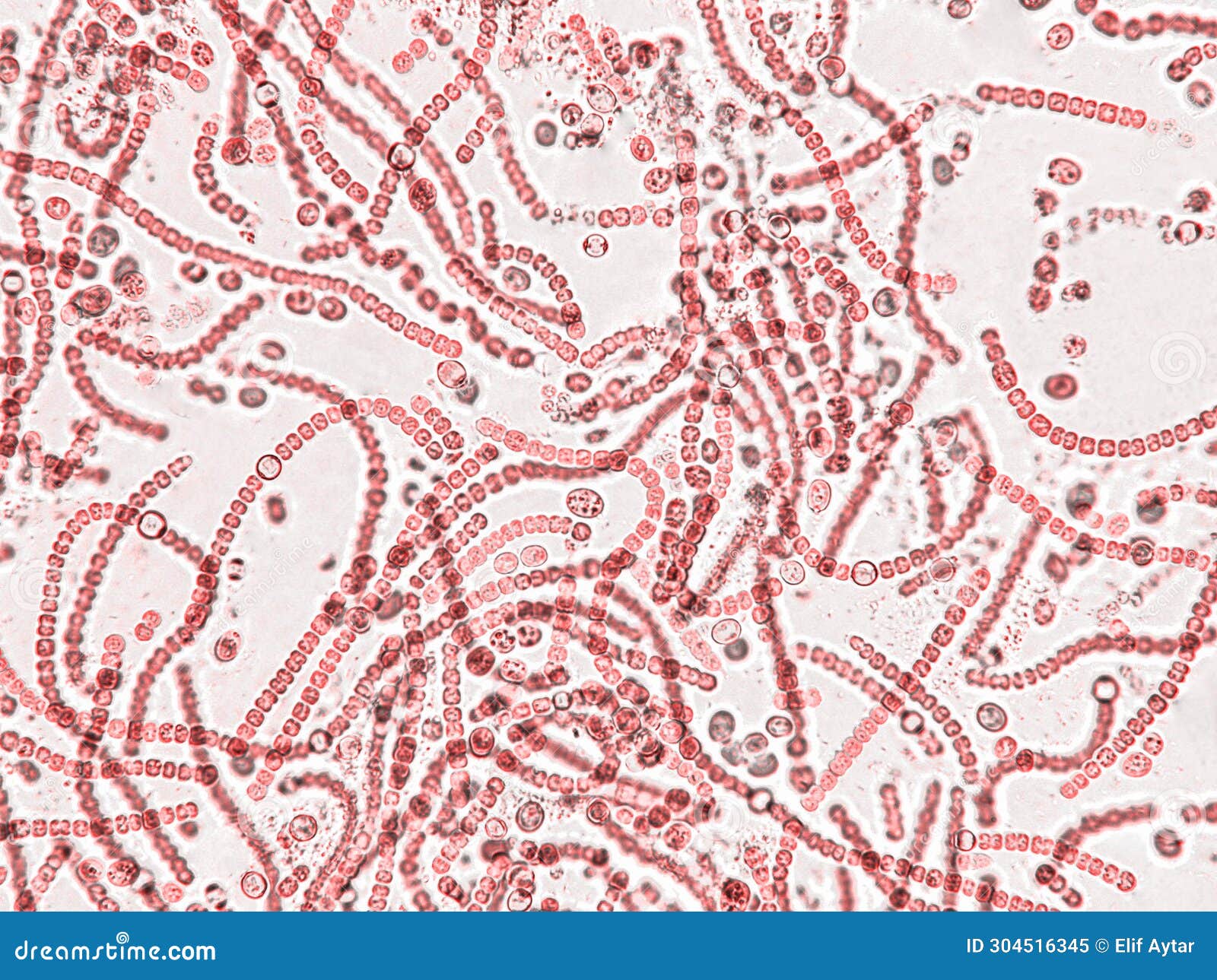 Probiotics Bacteria . Biology, Science Microscopic Medicine. Digestion ...
