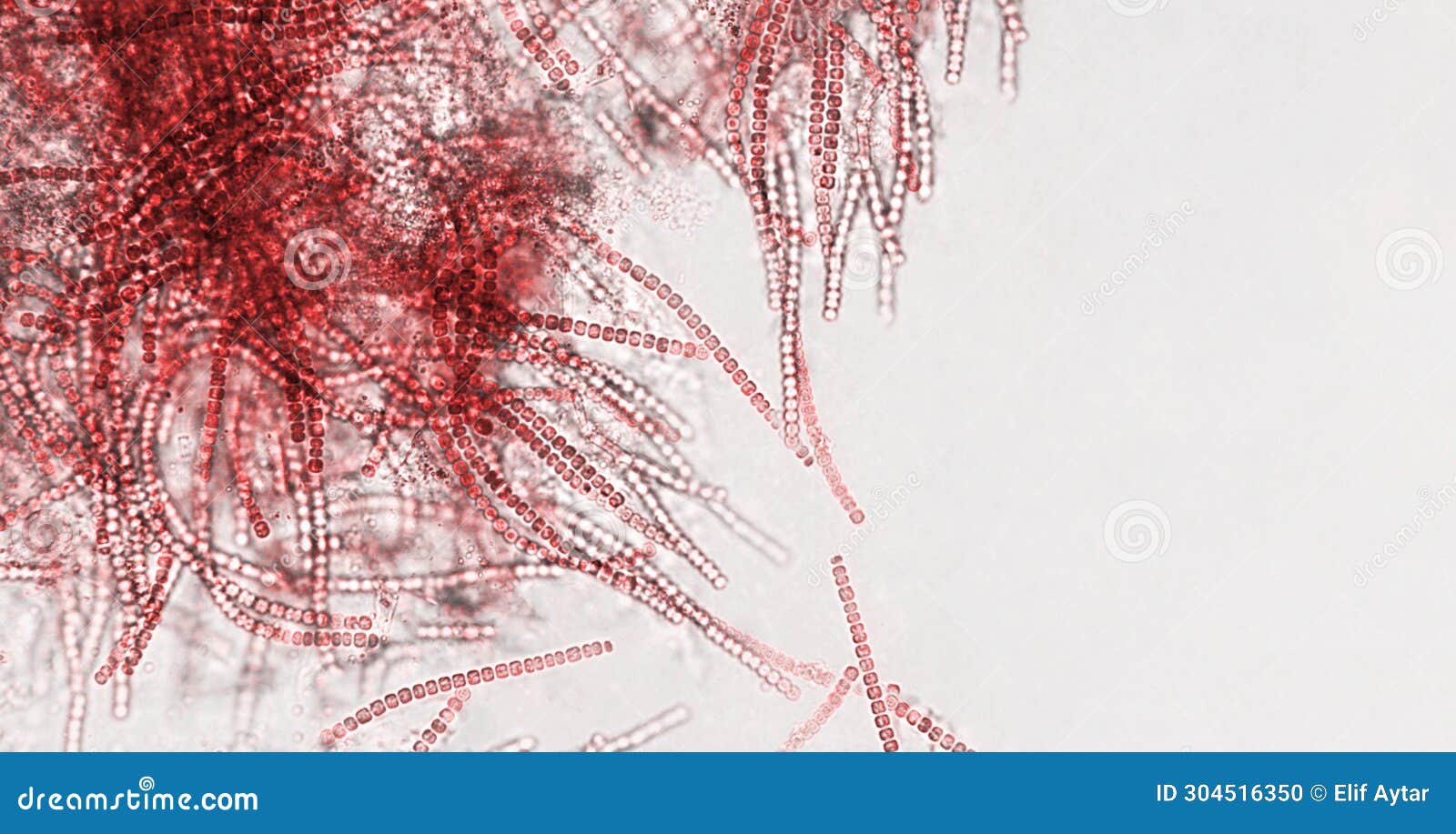 Probiotics, Bacteria On White Background. Bacteria And Microorganisms ...