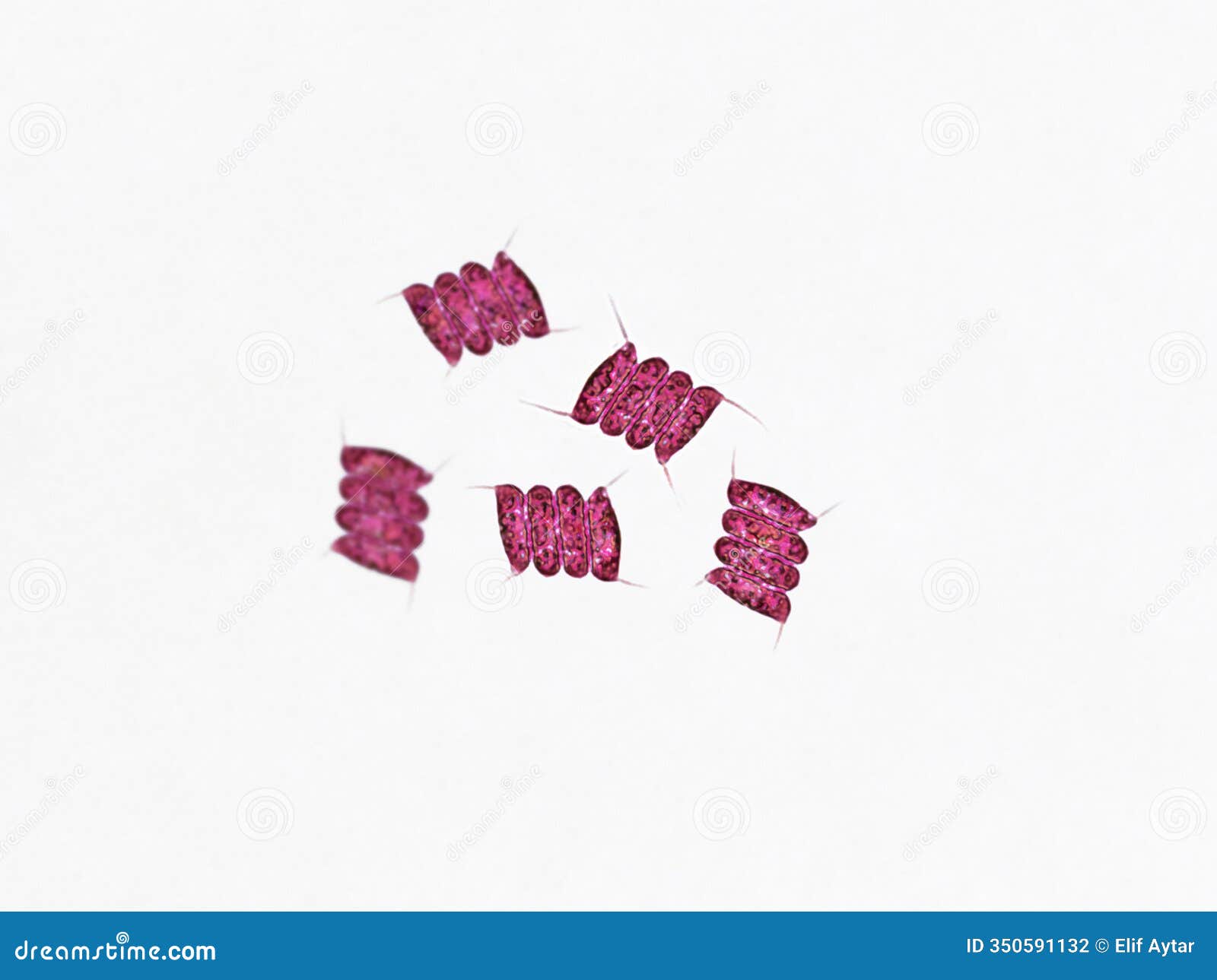 Probiotics, Bacteria On White Background. Bacteria And Microorganisms ...