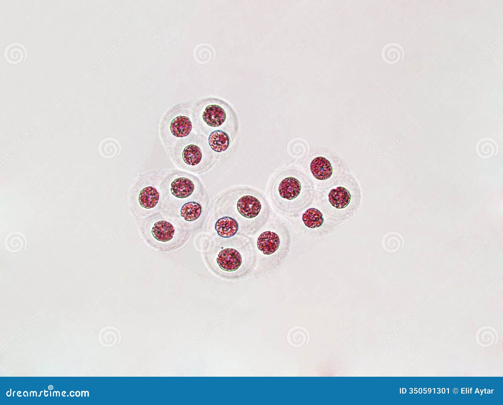 Probiotics, Bacteria on White Background. Bacteria and Microorganisms ...