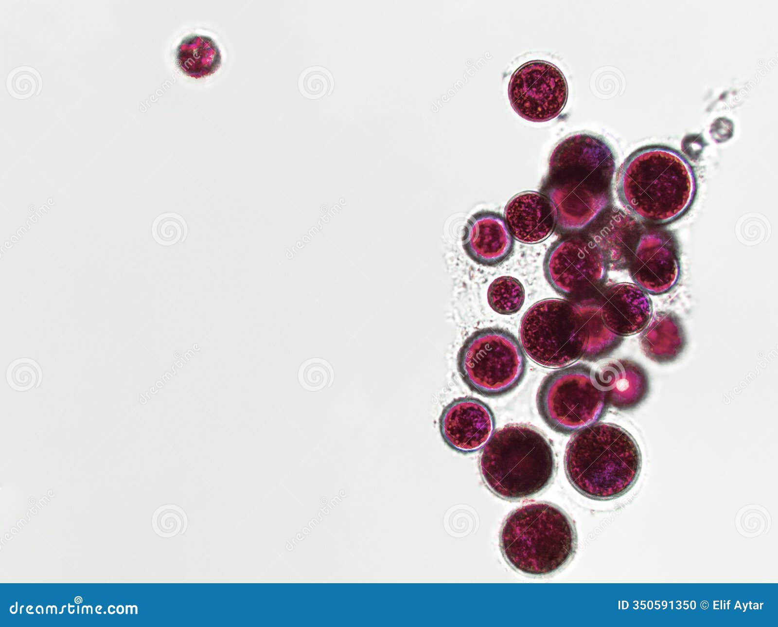 Probiotics, Bacteria On White Background. Bacteria And Microorganisms ...