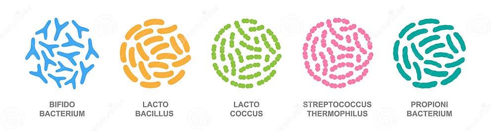 Probiotics in a Circle. Good Bacteria and Microorganisms ...