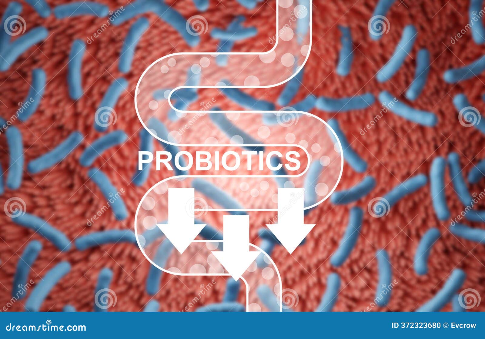 Human Microbiome Illustration With Intestines And Bacteria Vector ...