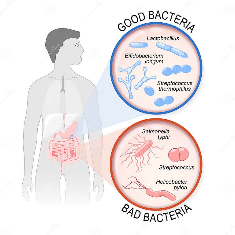 Probiotics Gut Flora Good And Bad Bacteria Stock Vector