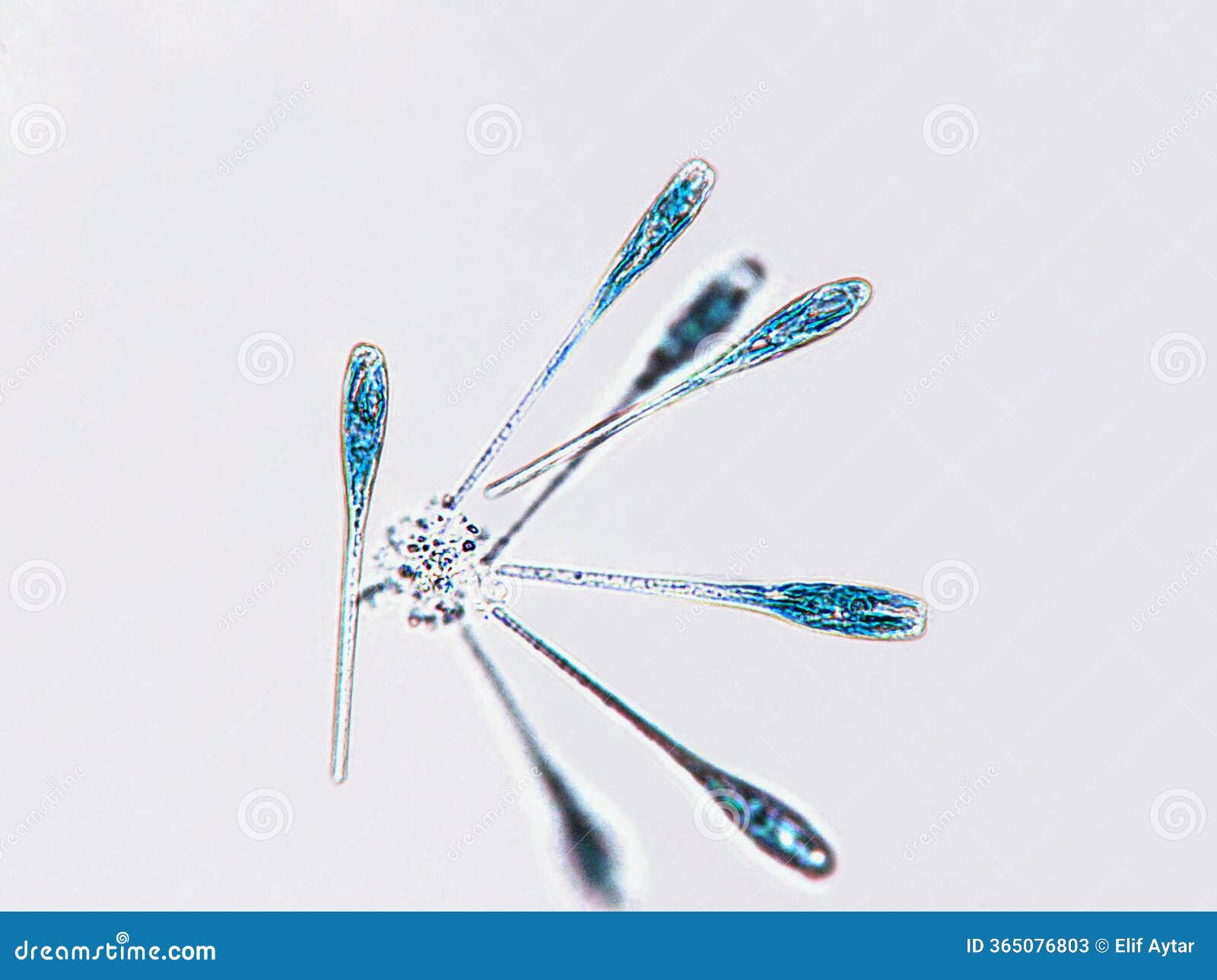 Lactic Acid Molecular Structure, 3d Model Molecule, Lactate, Structural ...