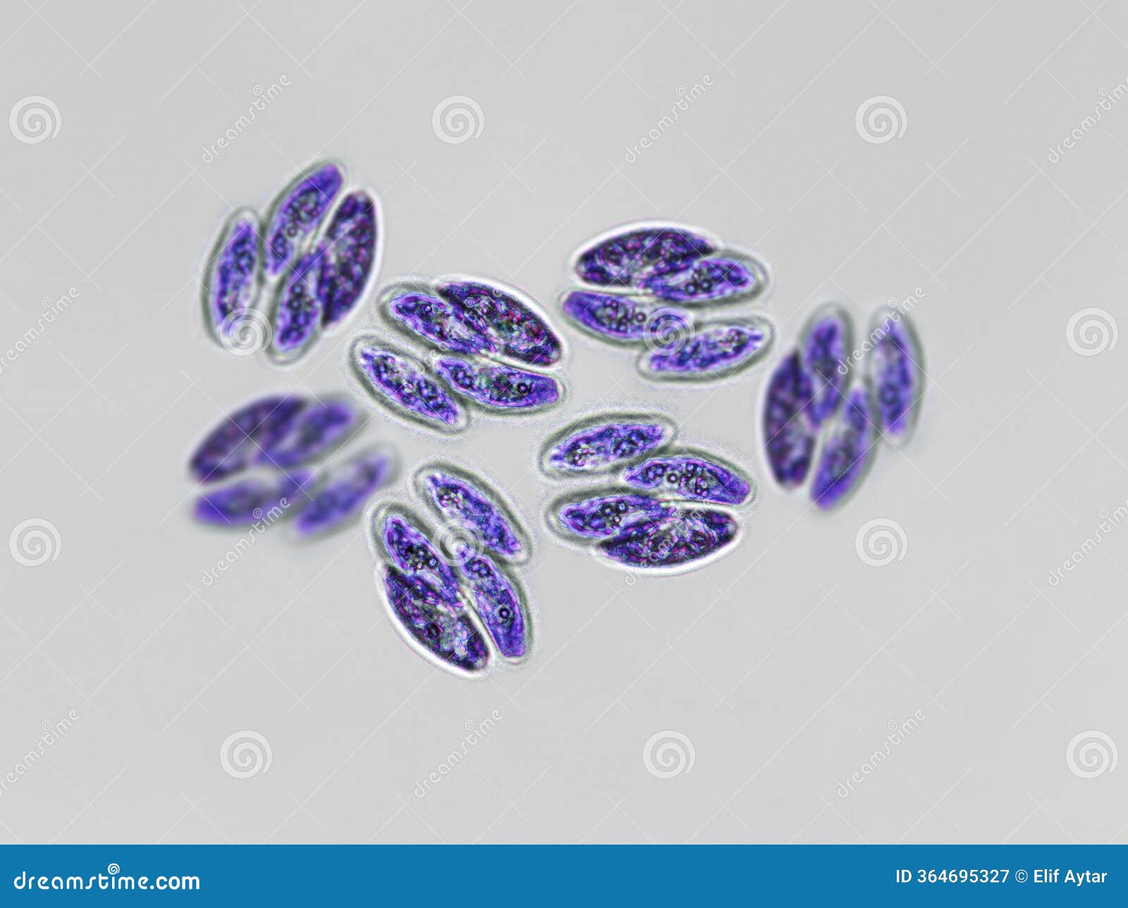 Probiotics, Lactic Acid Bacteria. Algae, Bacteria And Microorganisms ...