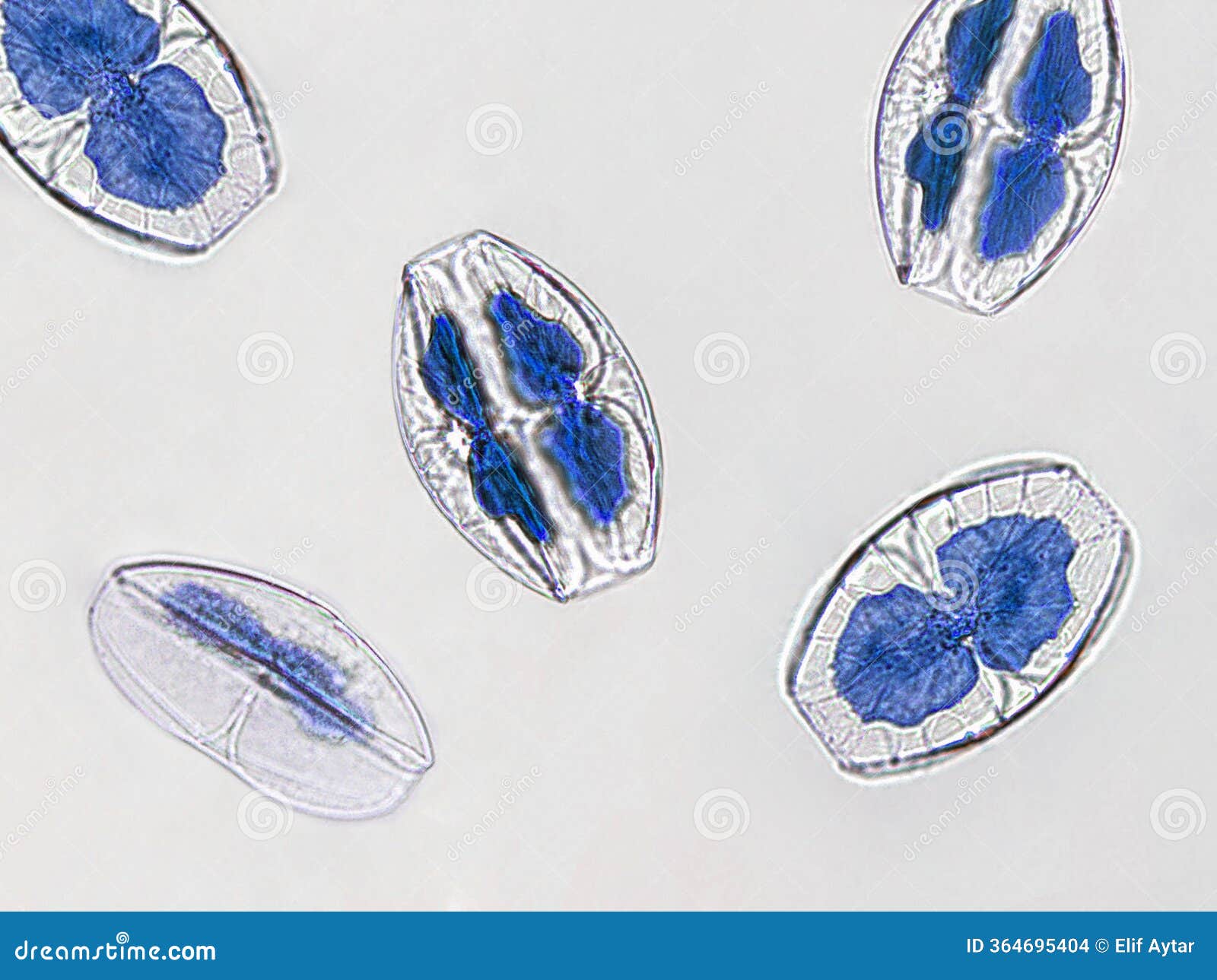 Probiotics, Lactic Acid Bacteria. Algae, Bacteria And Microorganisms ...