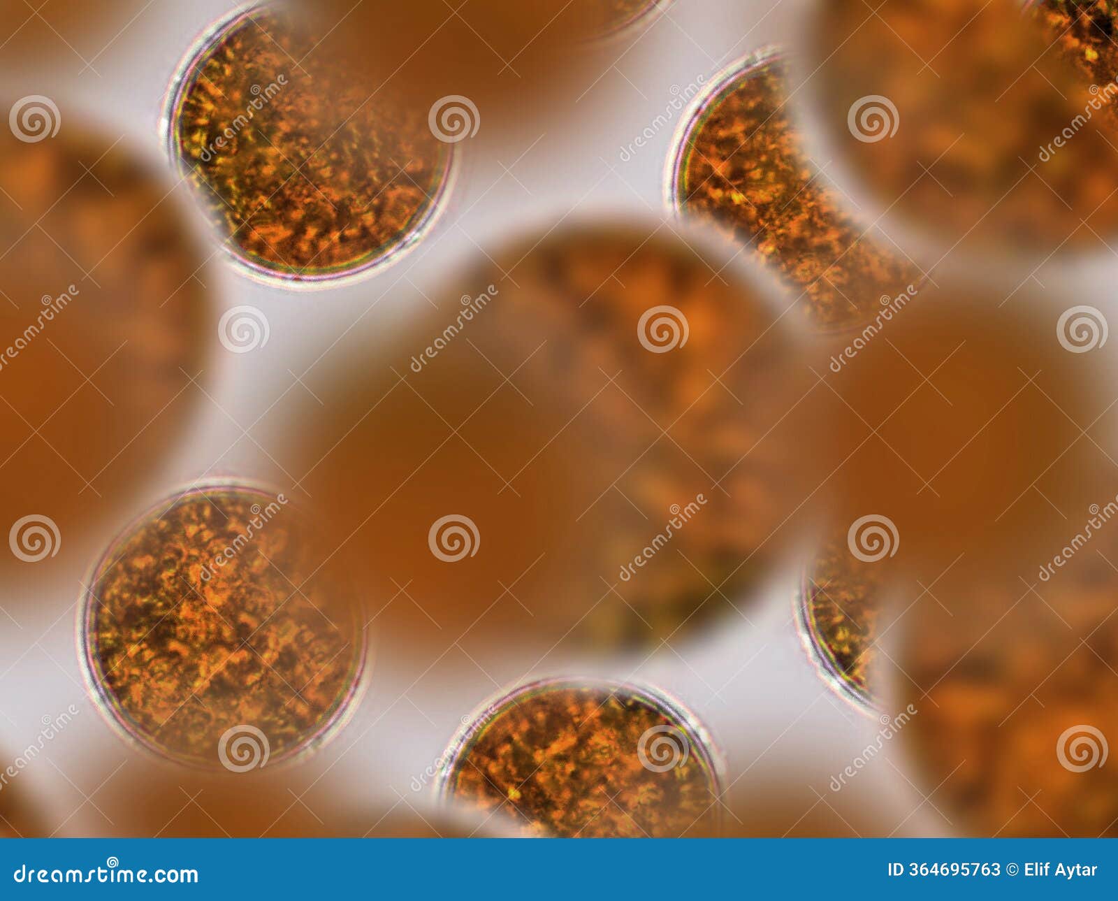 Probiotics, Lactic Acid Bacteria. Algae, Bacteria And Microorganisms ...