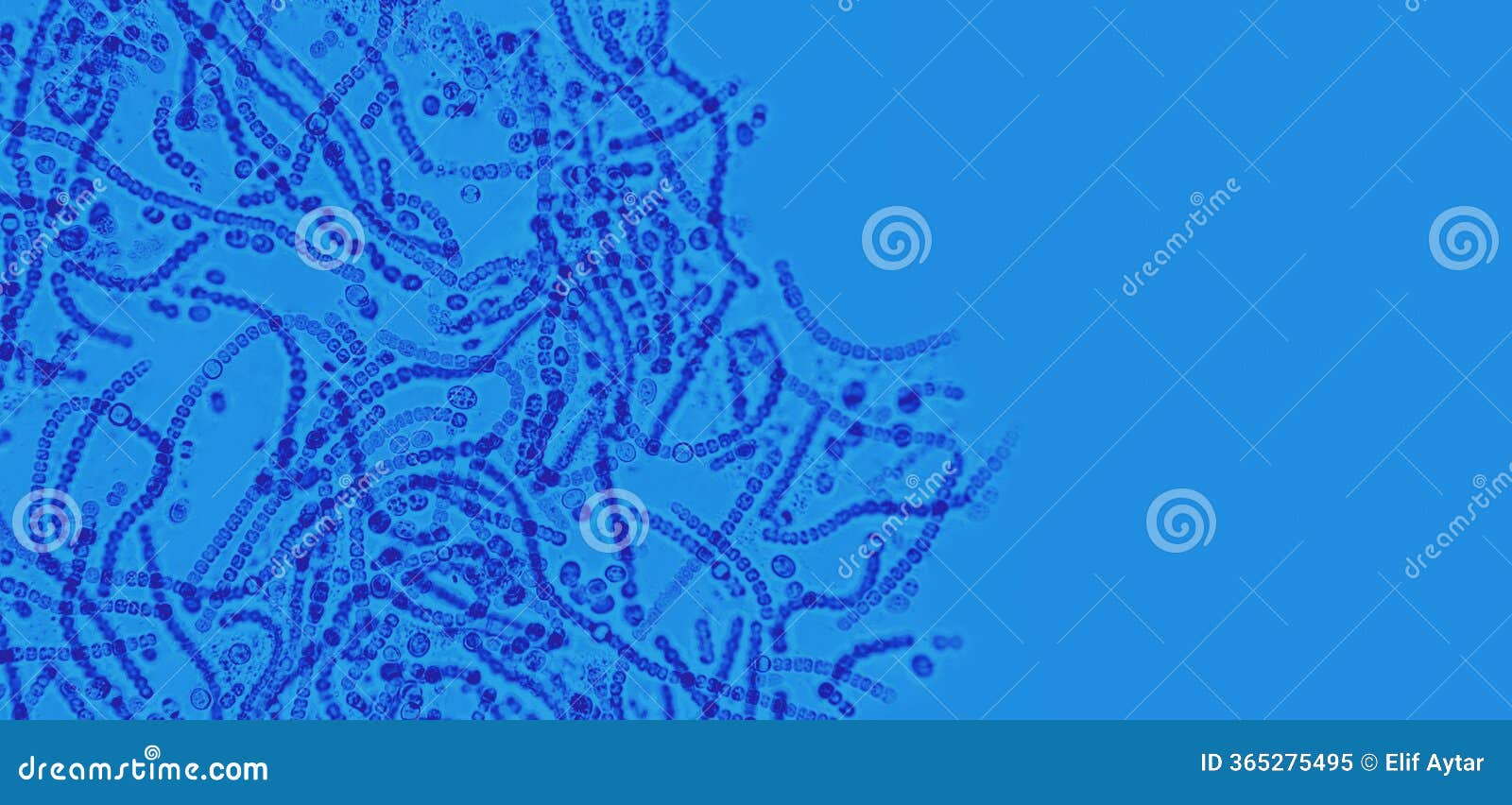 Probiotics, Lactic Acid Bacteria. Algae, Bacteria And Microorganisms ...