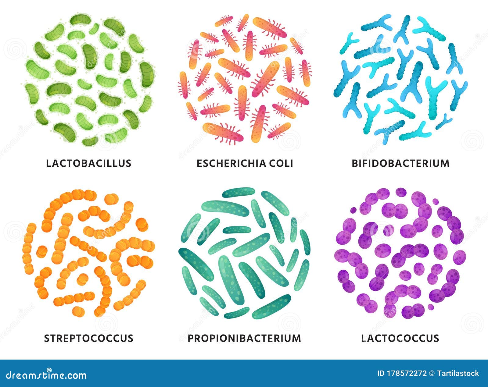 Lactococcus. Probiotics. Lactic Acid Bacteria. Good Bacteria And ... Lactococcus. Probiotics. Lactic Acid Bacteria. Good Bacteria And ...