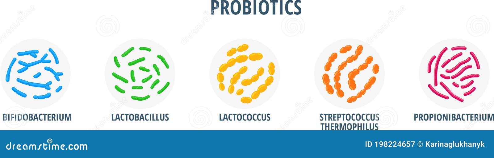 Probiotics Types: Bifidobacterium, Lactobacillus, Lactococcus ...