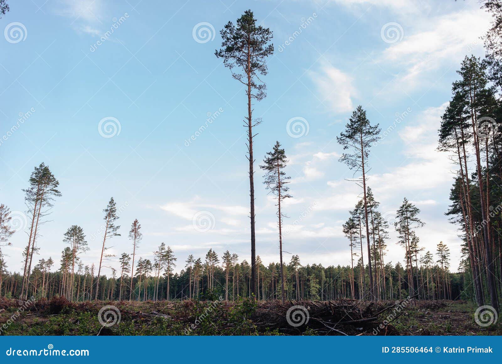 The Problem of Deforestation. Cutting Down Trees, Cutting Down Trees ...