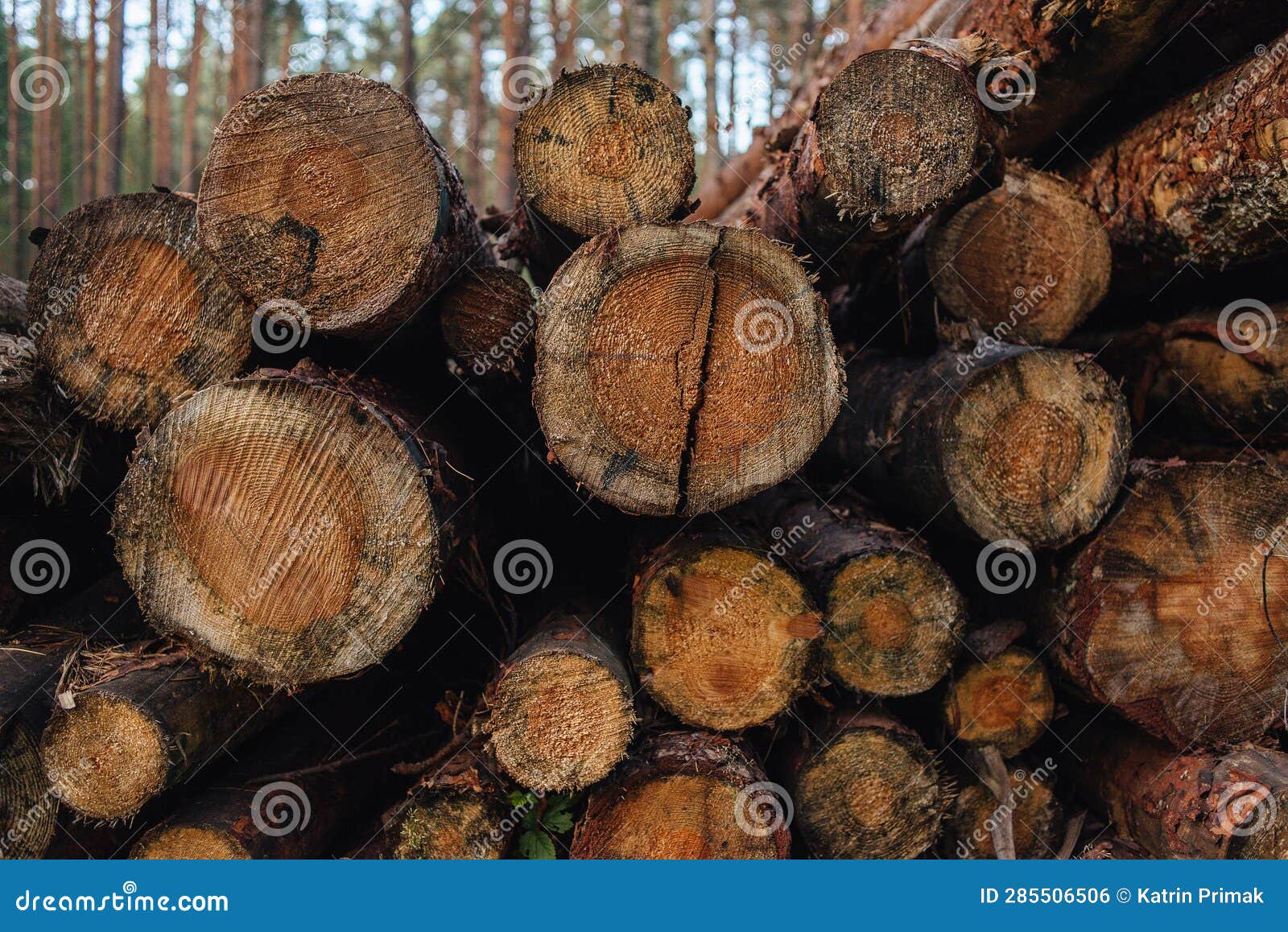 The Problem of Deforestation. Cutting Down Trees, Cutting Down Trees ...