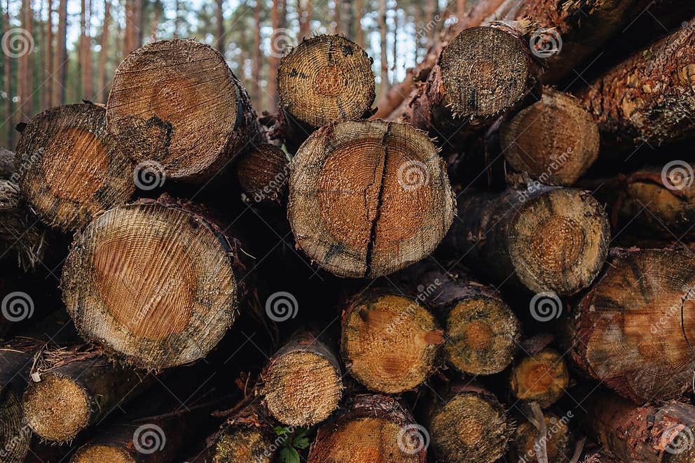 The Problem of Deforestation. Cutting Down Trees, Cutting Down Trees ...