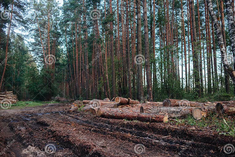 The Problem of Deforestation. Cutting Down Trees, Cutting Down Trees ...
