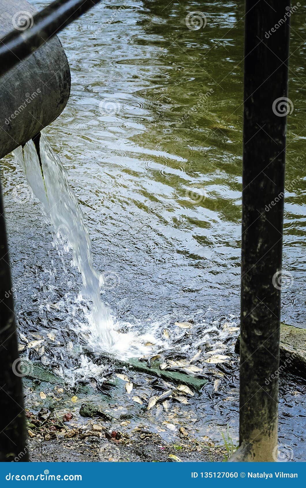 The Problem of Ecology. Mass Death of Fish in the Pond Stock Photo ...
