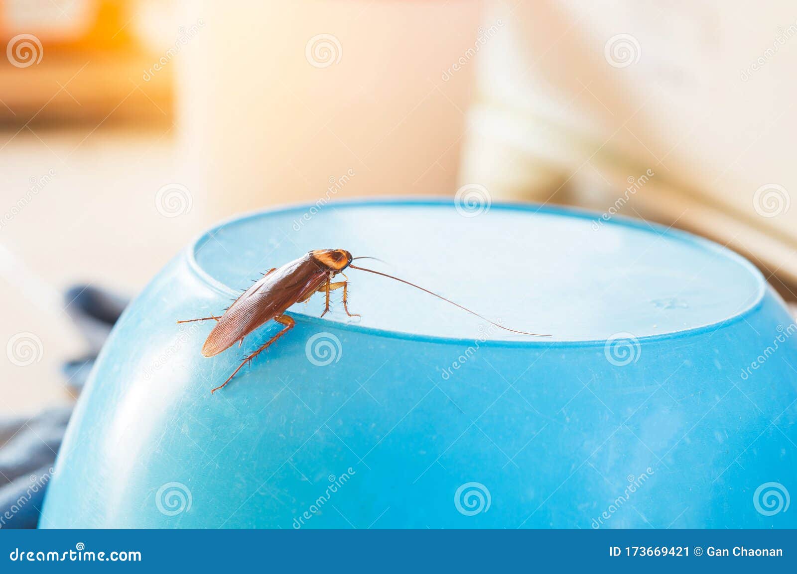 The Problem in the House because of Cockroaches Living in the Kitchen ...