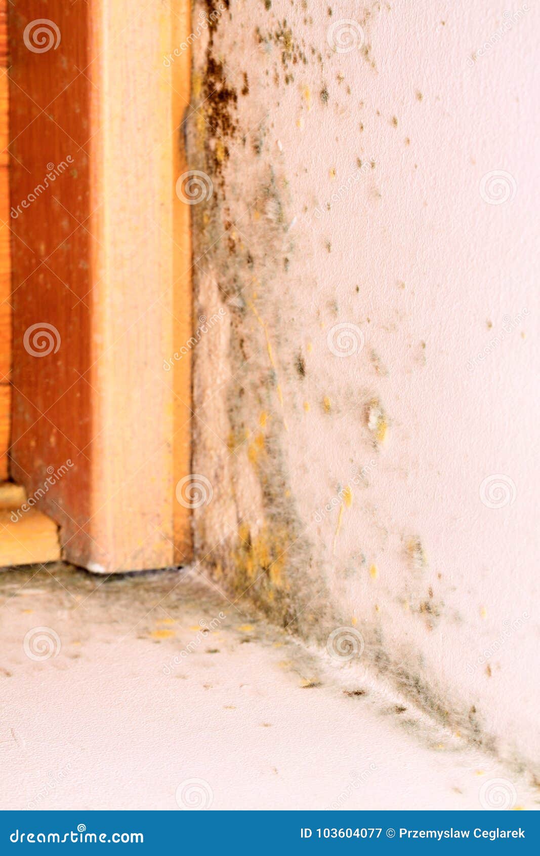 Problem with Mould in Home. Stock Image - Image of asthma, corner ...
