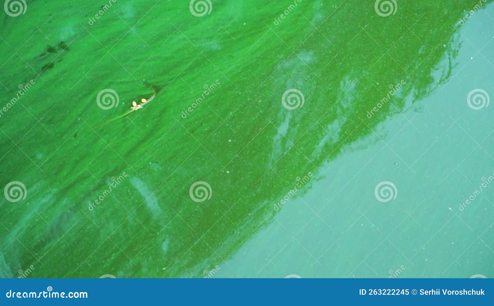 The Problem of Water Bloom. the Flowering of Water Bodies is Caused by ...