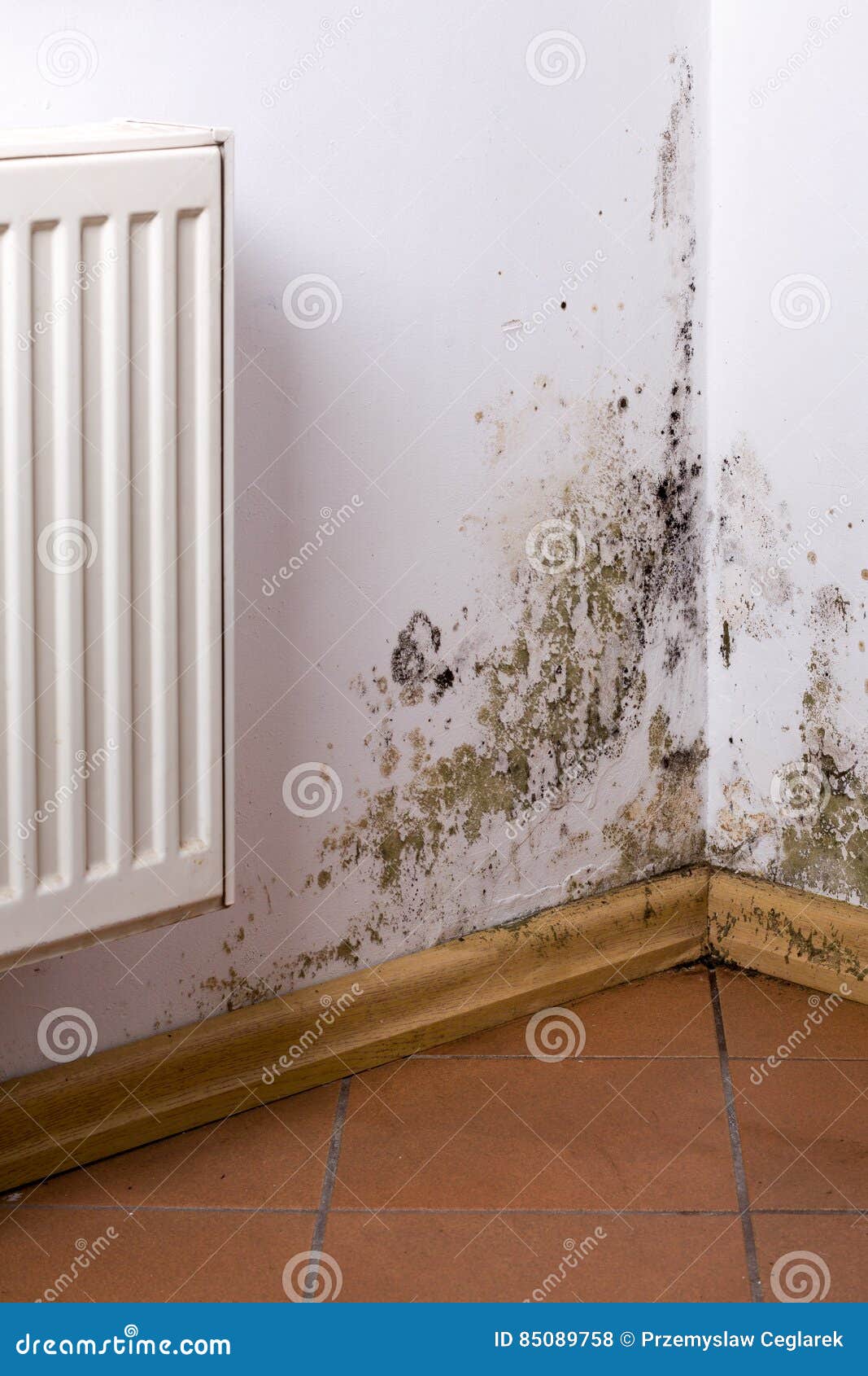 Problema Della Muffa Nella Casa Fotografia Stock - Immagine di batteri ...