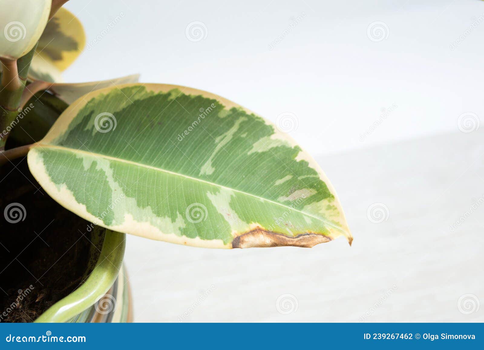 Problems of Caring for Home Plants - Damage on the Leaf of the ...