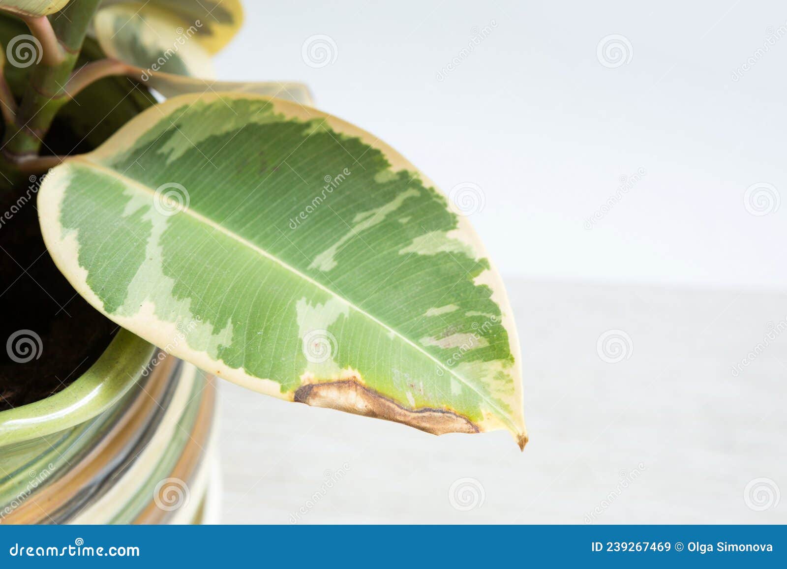 Problems of Caring for Home Plants - Damage on the Leaf of the ...