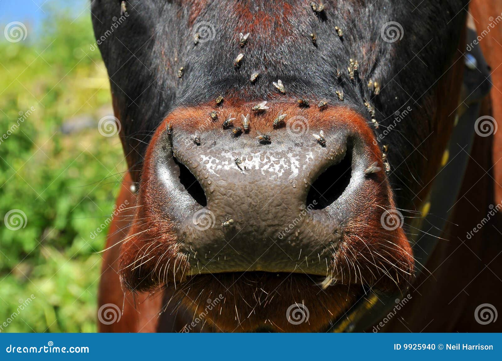 Cow With Flies Stock Photography | CartoonDealer.com #56837504