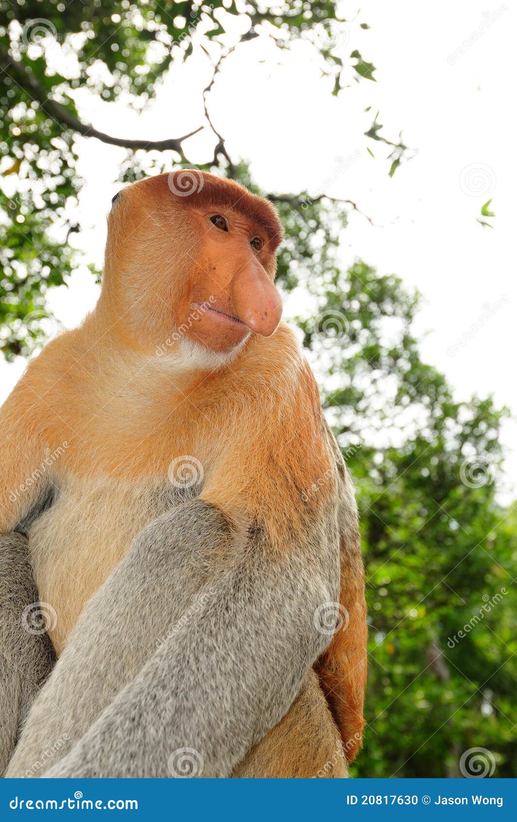 Probocis Monkey 03 stock photo. Image of forest, malaysia - 20817630