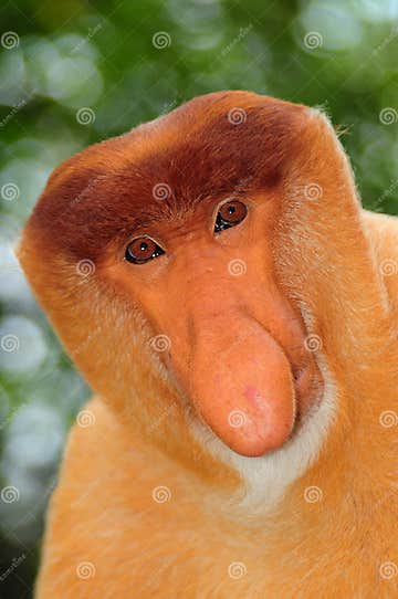 Probocis Monkey stock photo. Image of colour, wlid, probocis - 20817038