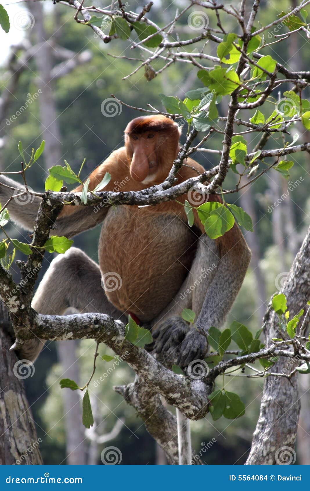 Proboscis stock photo. Image of monkey, mangroves, nature - 5564084