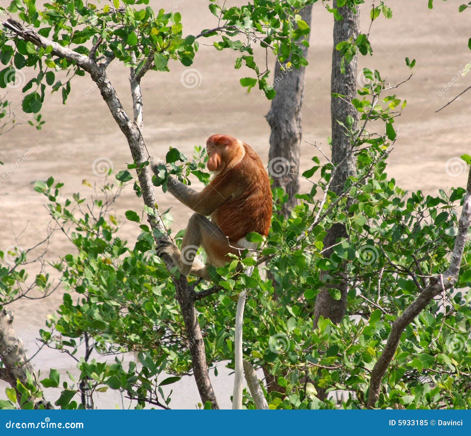 Proboscis Picture. Image: 5933185