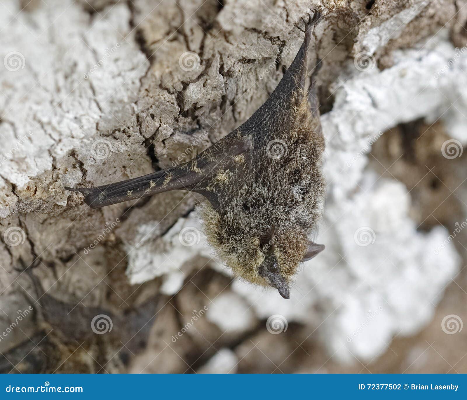 Proboscis Bat Roosting on a Tree Trunk - Panama Stock Photo - Image of ...