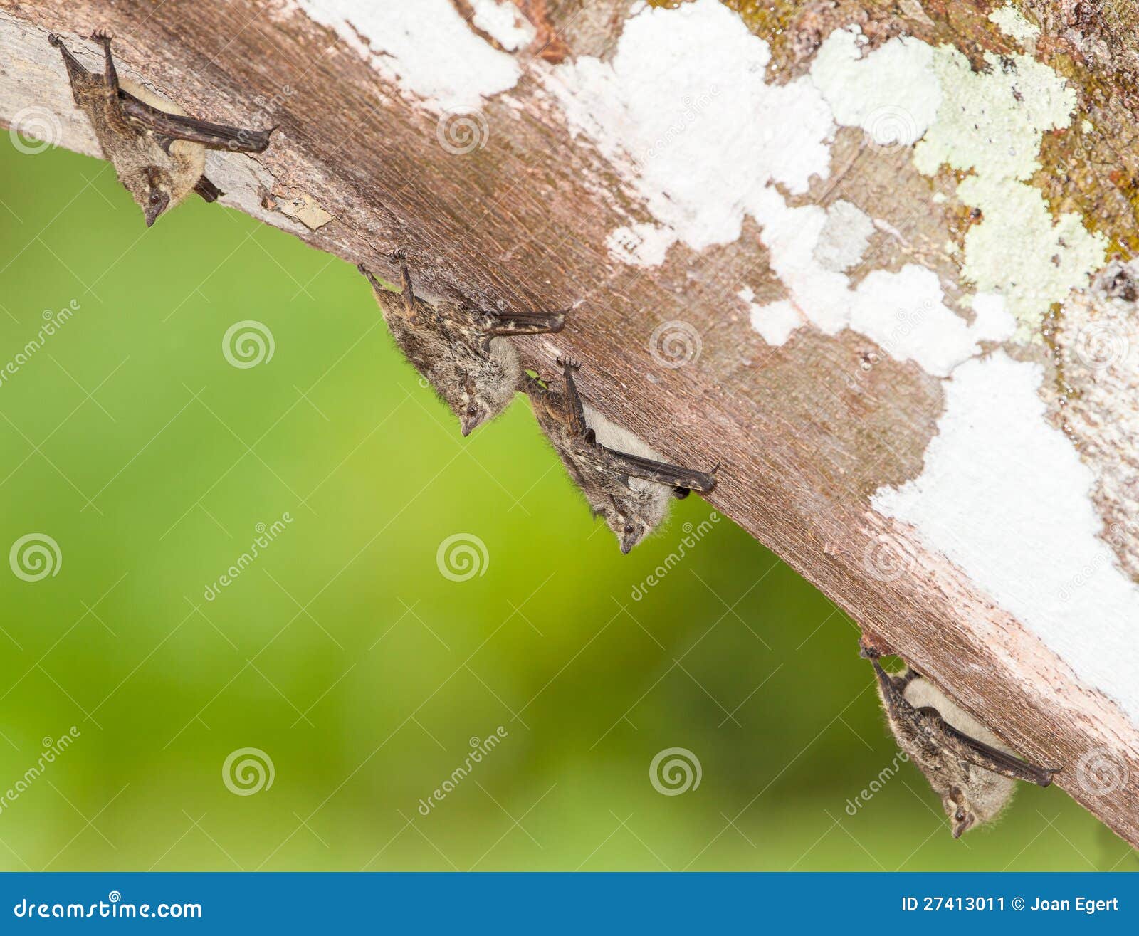 Proboscis Bats on a log stock image. Image of holding - 27413011
